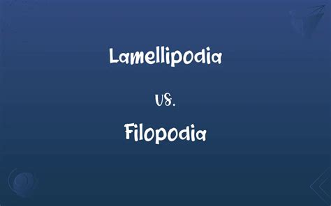 Lamellipodia Vs Filopodia Whats The Difference