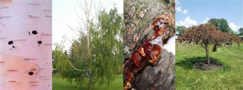 Bronze Birch Borer Cherry Bark Tortrix Beat These Boring Bugs A Plus Tree
