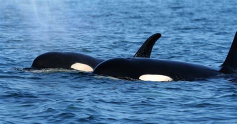 Whale Migration Wa A Whale Watchers Guide For 2025
