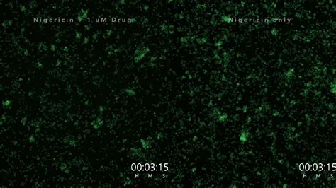 [video] Scintillant Bioscience On Linkedin Cellimaging Timelapsevideos