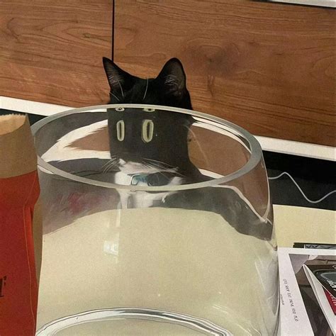 【hellokitty团队项目】团成员队介绍 Csdn社区