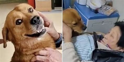 바쁘다며 병문안 오지 않는 자식들 대신해 매일 할머니 살피는 강아지 애니멀 플래닛