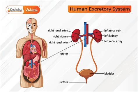 Human And Plant Excretion Processes Class 10 Science