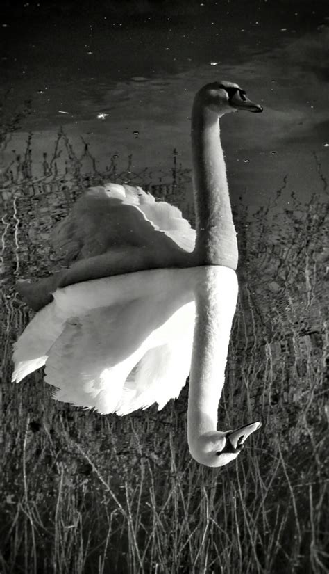 Swan Notes From A Waveform