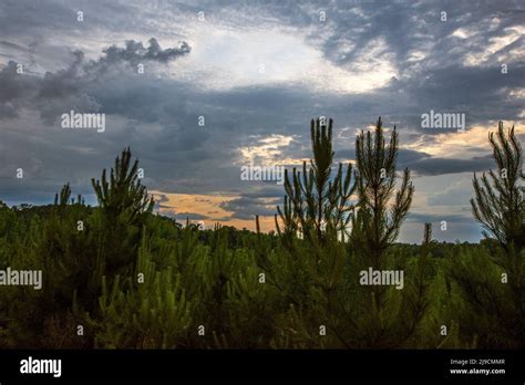 Overlooking Replanted Pine Trees On Managed Lumber Plot With Dramatic