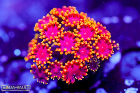 Ultra Rainbow Micro Goni Aqua Vault