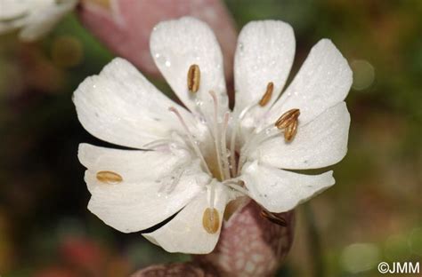 Silene Uniflora Silene Uniflora Subsp Uniflora Silene Inflata