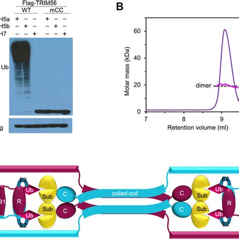 Comparison Between The Crystal Structure And Alphafold2 Predicted Download Scientific Diagram