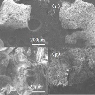 SEM Images Of Typical Particles In Light Fractions Of Sediment A Download Scientific