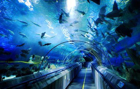 海洋世界图册 360百科