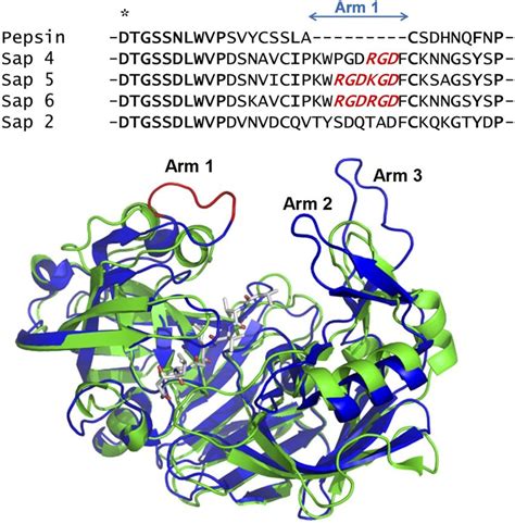 Presence Of Integrin Binding Motifs On C Albicans Saps 4 6 A Download Scientific Diagram