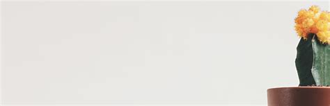 Plugin Disable Login Language Switcher —