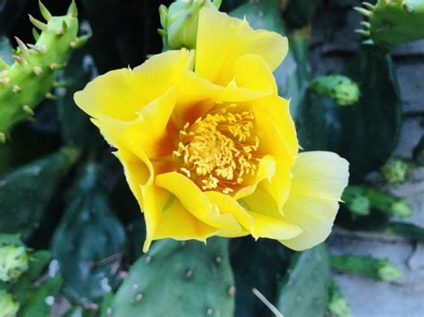 뉴욕 여름 정원백합 장미 수국 달리아 꽃