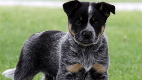 Blue Heeler Rottweiler Mix Aka The Blueweiler Breed Guide