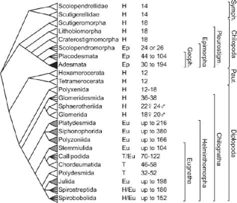 Taxonomic Phylogenetic Distribution Of Segmental Characters In