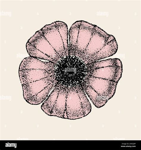 Wild Rose Flowers Drawing And Sketch With Pointillism On White Backgrounds Vintage Illustration