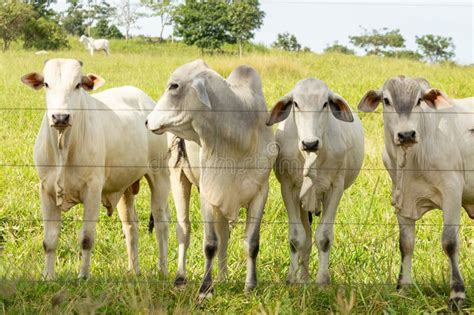 A Group Of Cattle Behind A Fence Stock Image Image Of Horse Bovine 368652193 A Group Of Cattle Behind A Fence Stock Image Image Of Horse Bovine 368652193
