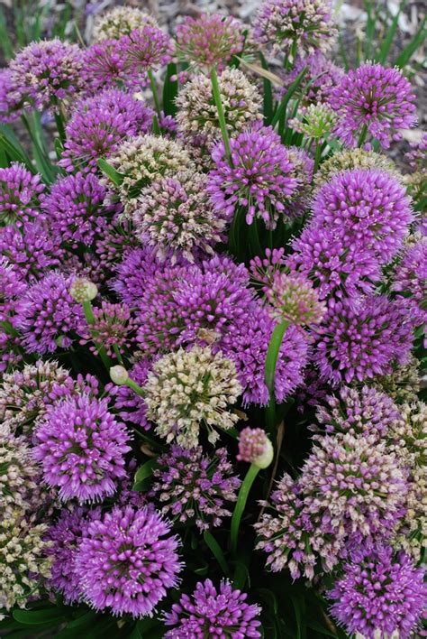 Websiteplants2144398614imagesgalleryamillenium030