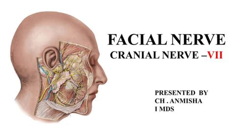 Facial Nerve Anatomy And Its Branches Pptx