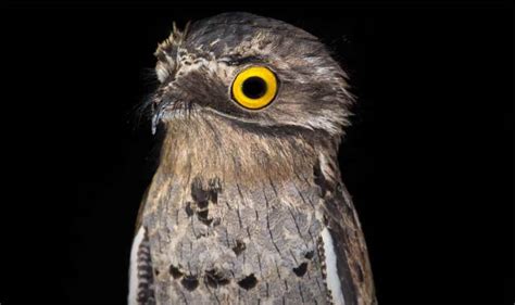 Urutau Ou Mãe Da Lua Característica E Suas Curiosidades