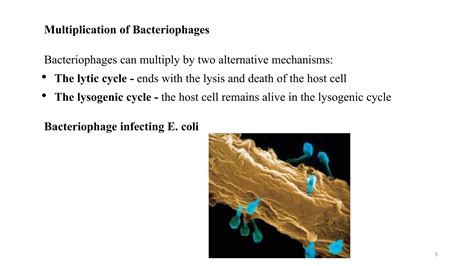 A Complete Overview Of Replication In Viruses Ppt