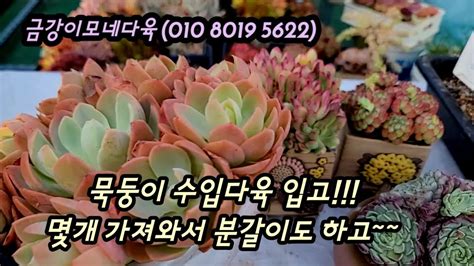 묵둥이수입다육 착한가격에 예쁘네요금강이모네다육에서 몇개 품었어요실크베일 블루엘프 블랙쥬얼리 미니벨금 폴덴시스수입다육 Youtube