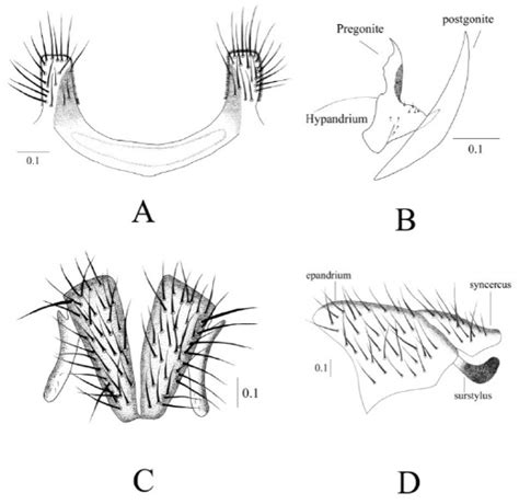 Phasia Aurigera Male A Sternite 5 B Pregonie And Postgonite Download Scientific Diagram