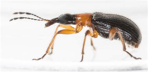 Beetle Eugnamptus Angustatus Bugguide Net