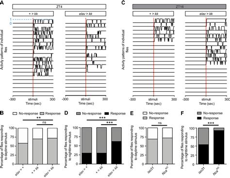 neurocalcin regulates nighttime sleep and arousal in drosophila elife