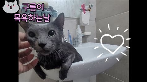 고양이 목욕 시키기 냥빨day 러시안블루 Youtube