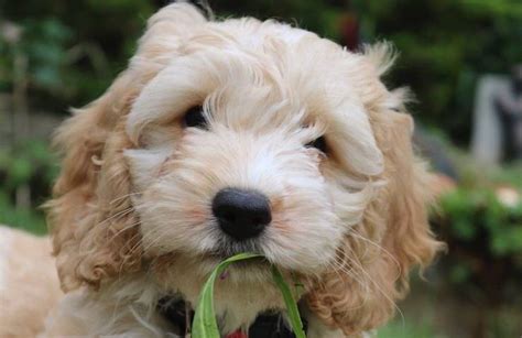 Alimentazione Del Cockapoo Dosi Frequenza Pasti E Alimenti