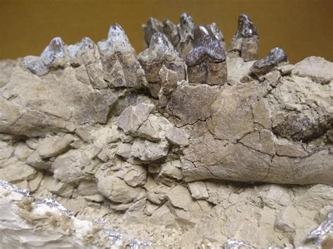 Hyaenodon Skull Projects Preparation Dutch Dinosaurs