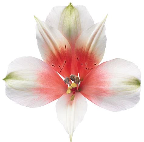 Саженцы альстромерии в Харькове Цветы в Харькове роза альстромерия саженцы роз