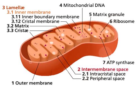 Mitochondria Micrograph