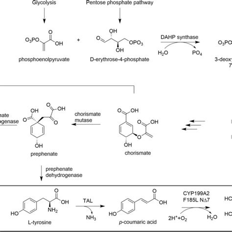 Aromatic Amino Acid Anabolism And Recombinant Caffeic Acid Pathway With