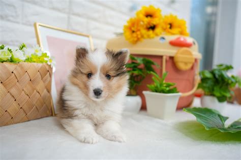 셔틀랜드쉽독분양 사랑스러운 애기 강아지 요들이 웰시코기분양 프렌치불독분양 보스턴테리어분양 이탈리안그레이하운드분양 베들링턴테리어분양 셔틀랜드쉽독분양 코카스파니엘분양 퍼그