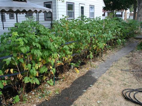 Із цим способом посадки малина збільшить урожай мінімум на 20 відео Новости Section Ukr Net