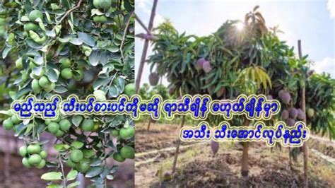 မည္သည့္ သီးပင္စားပင္ကိုမဆို ရာသီခ်ိန္ မဟုတ္ခ်ိန္မွာ အသီး သီးေအာင္လုပ္နည္း