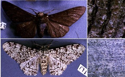 The Peppered Moth And Industrial Melanism Testing An Iconic Example Of Evolution In Action