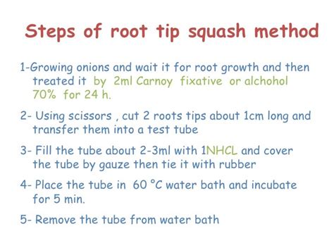Root Squash Explained At Echo Stone Blog