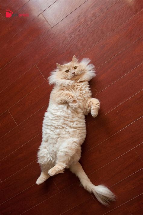 Feline Hyperthyroidism Early Signs And Modern Treatments Petpress