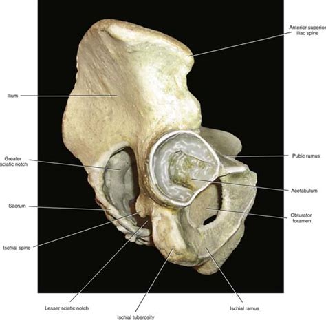 Introduction To Pelvic Anatomy 1 Obgyn Key