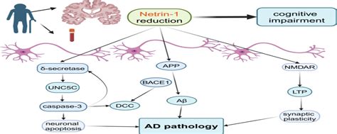 Neural Regeneration Research