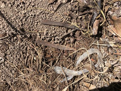 Two New Populations Of Eared Worm Lizard Discovered Nature Glenelg Trust