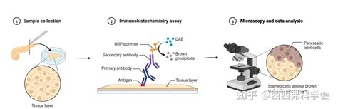 免疫组化技术的发展：关键技术与引领创新的企业 知乎
