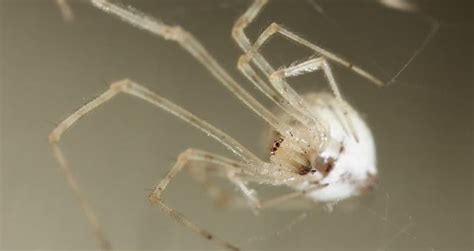 White Widow Spider Identification Facts And Pictures Beyond The Treat