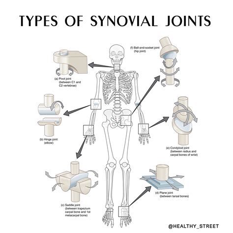 Form Of Pivot Joint Synovial Joints