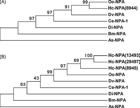 Phylogenetic Analyses Of The Sequence Relationships Of The Partial Download Scientific Diagram