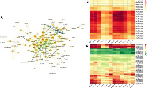 Comparative Transcriptome Analysis Of The Mechanism Difference In Heat