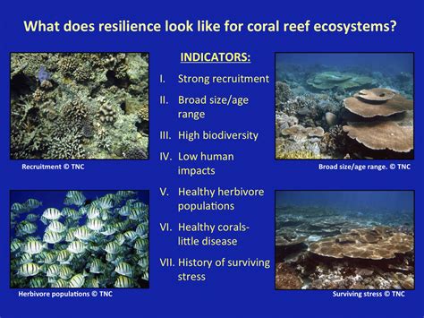Understanding Coral Reef Resilience Reef Resilience